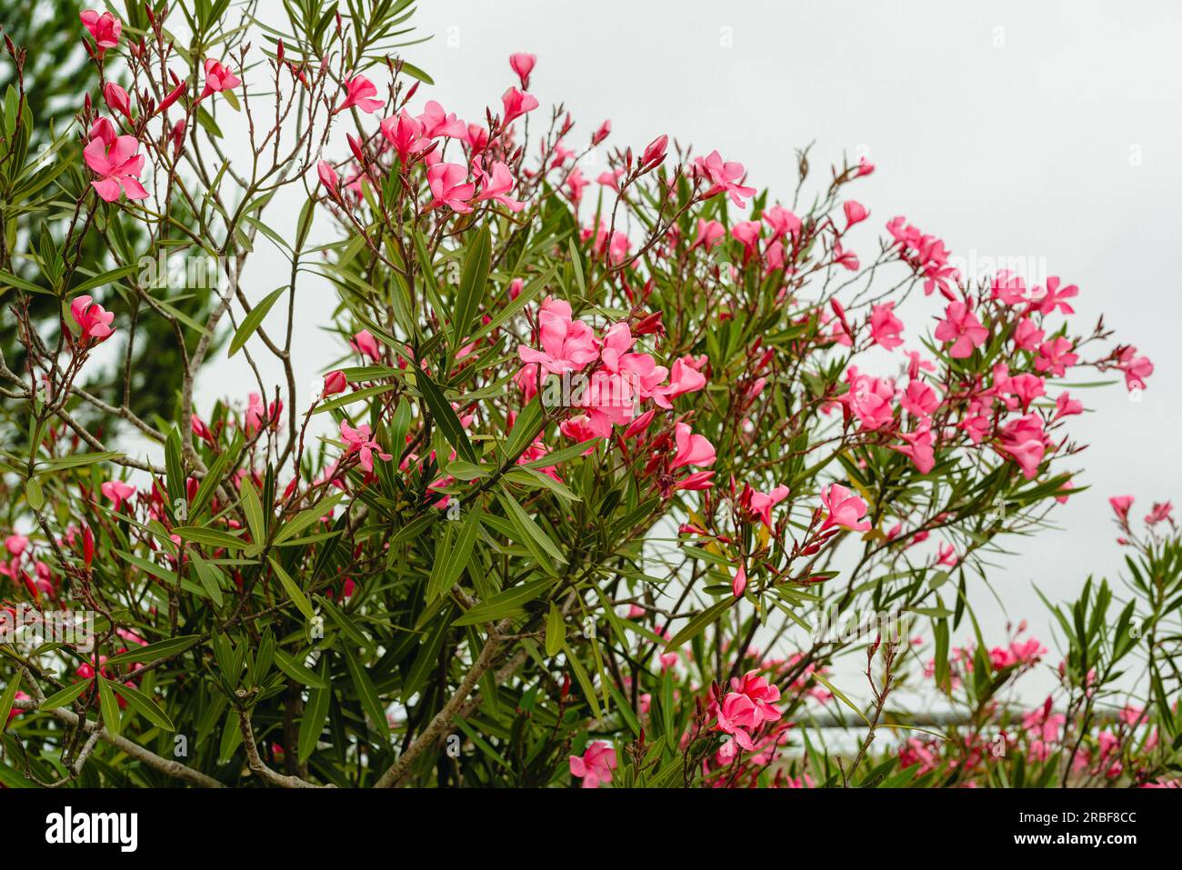 Oleander (Nerium oleander) in full bloom. Beautiful ornamental plant ...