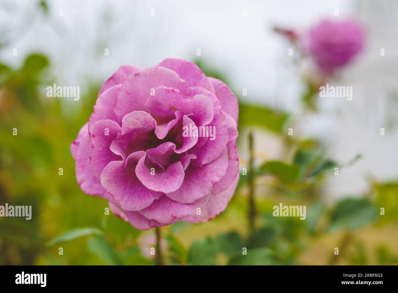 Beautiful pink roses in full bloom in the sun close-up in the garden ...
