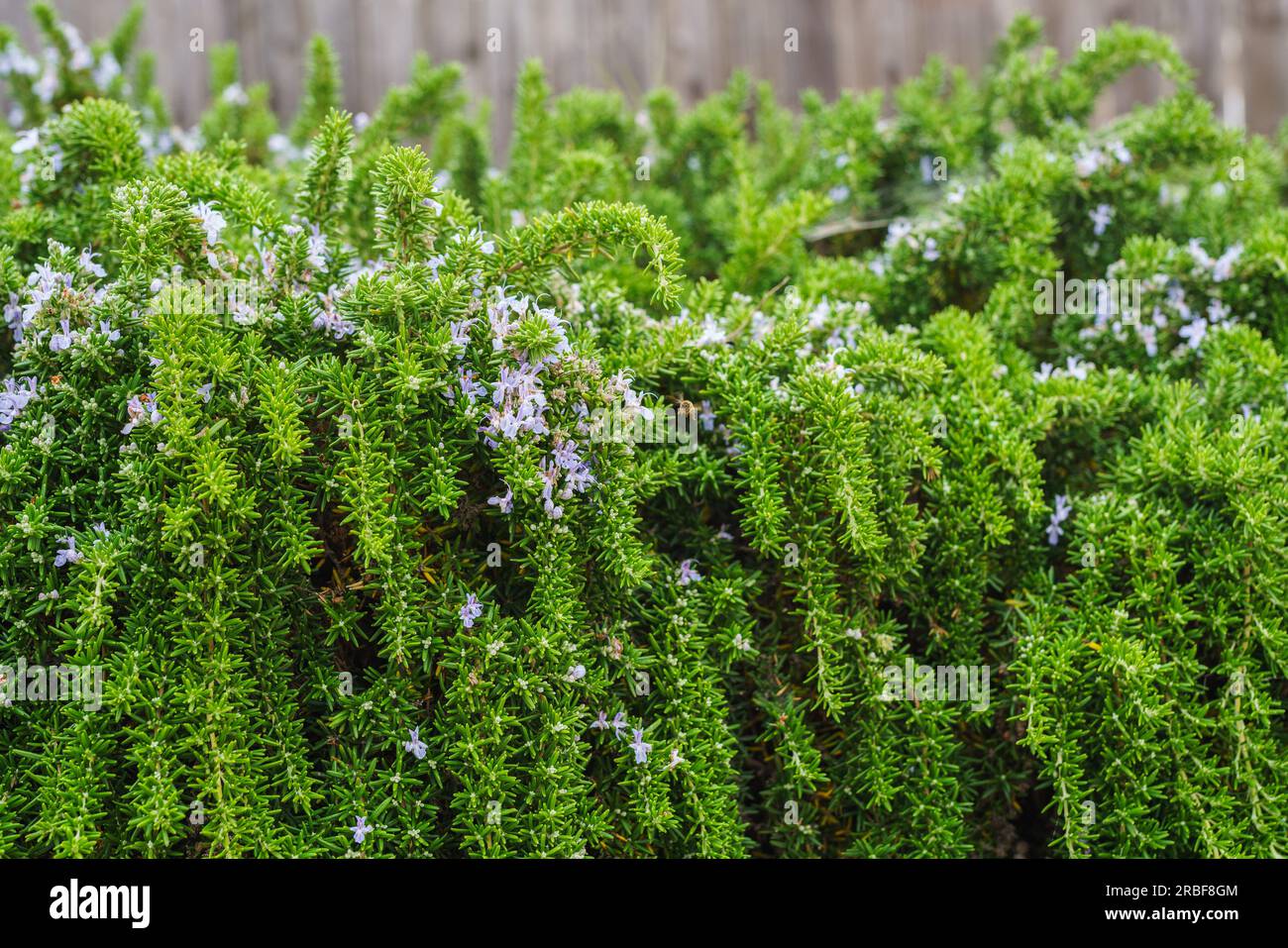 Rosemary bushes planted along the footpath make a beautiful low hight ...