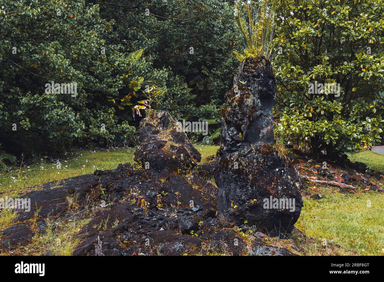 Old lava flow petrified trees Stock Photo - Alamy