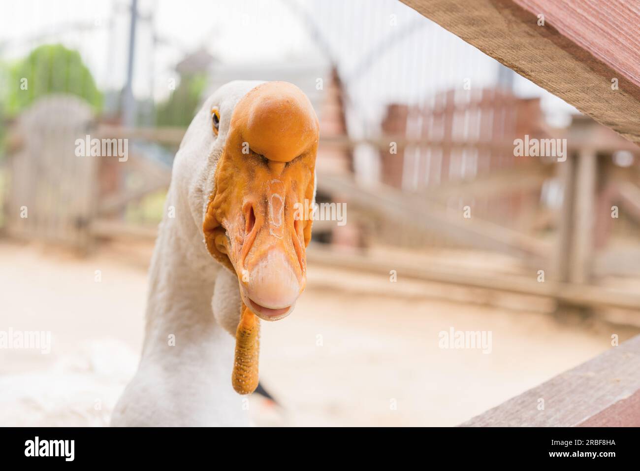 Cool angry white goose with orange nose close up Stock Photo - Alamy