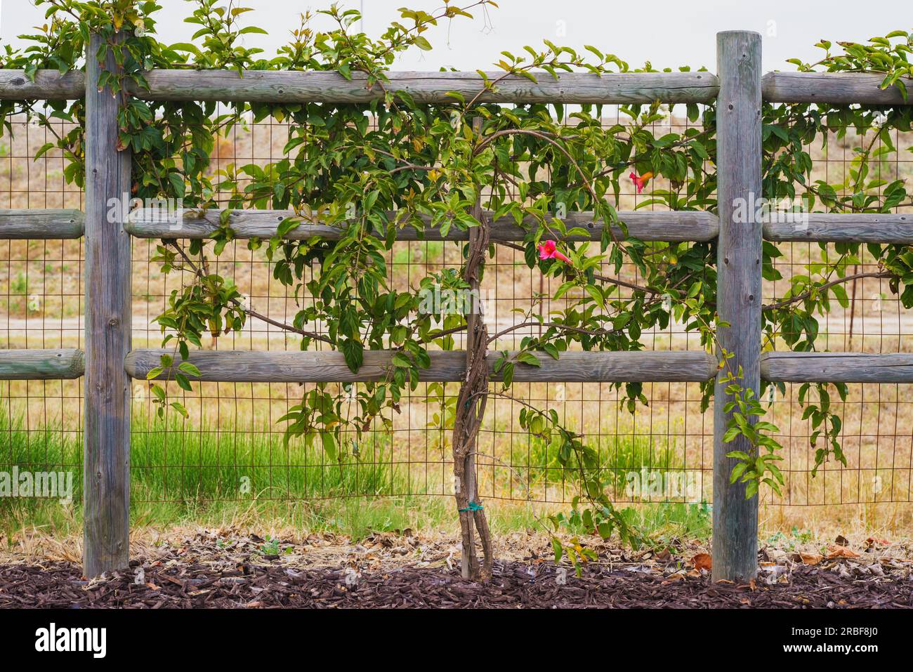 Trumpet vine (Campsis radicans) in bloom with beautiful red flowers ...