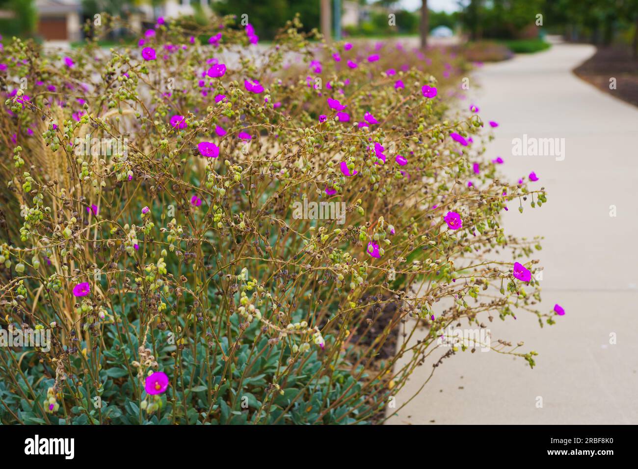 Succulents in bloom with tall flowering stalks in city park. Native to ...