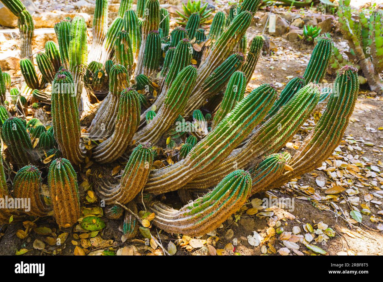 Euphorbia horrida, Africa milk barrel close-up in the desert in ...