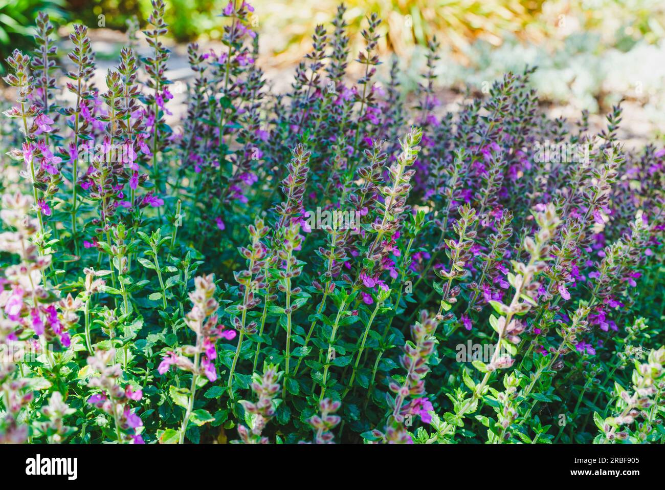 Wall germander (Teucrium chamadrys) plant in bloom in the garden This ...