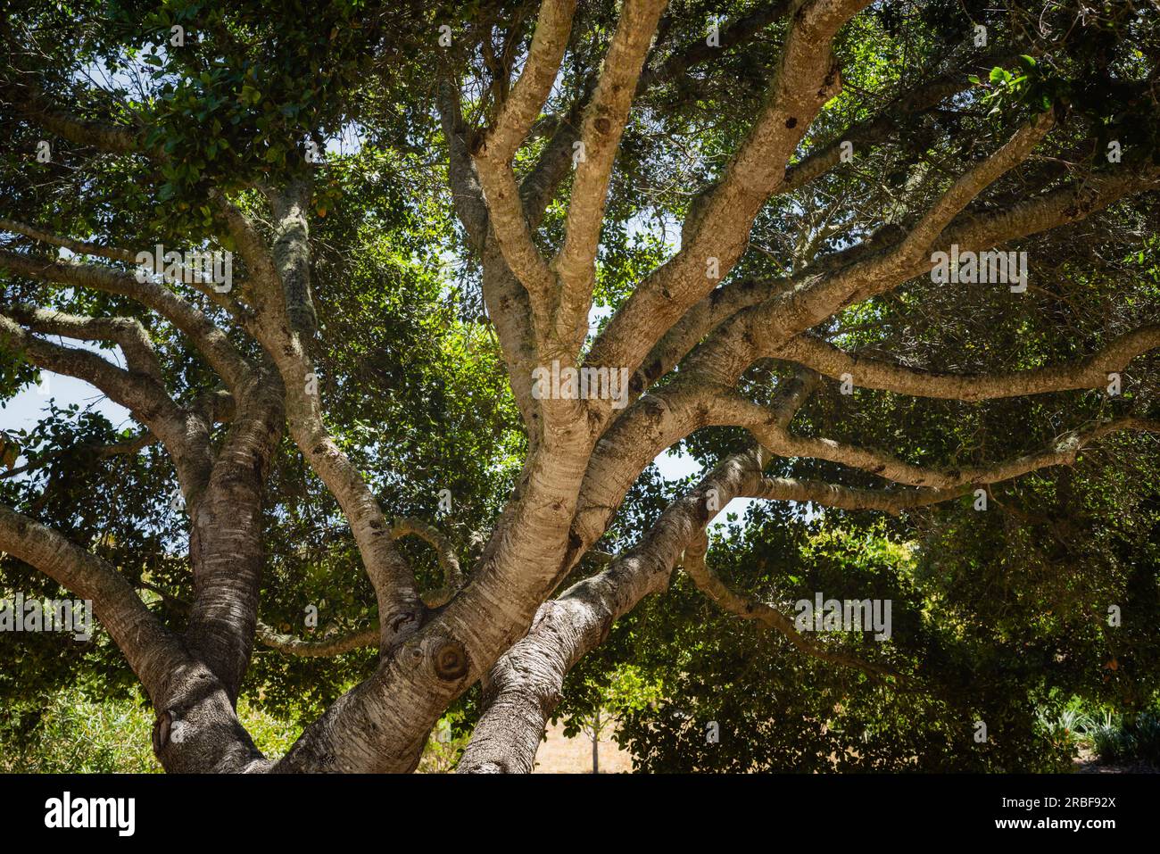 Old tree from below hi-res stock photography and images - Alamy
