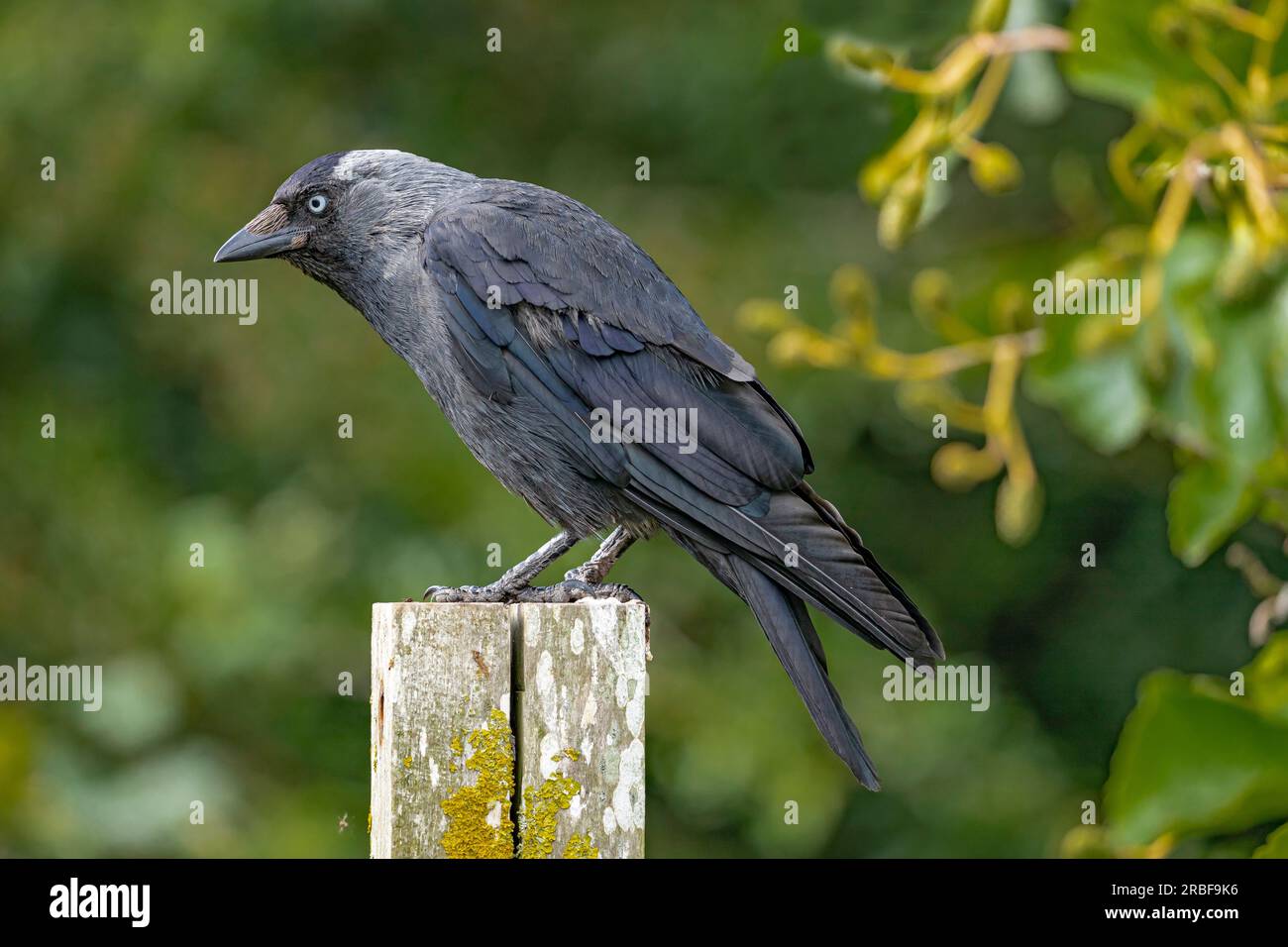 Raven with a blue eye sat on a post with a shallow depth of field Stock ...