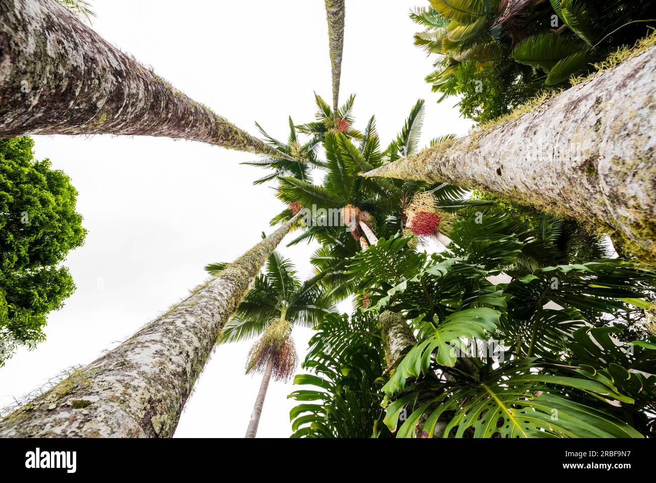 View of palm trees from below Stock Photo - Alamy