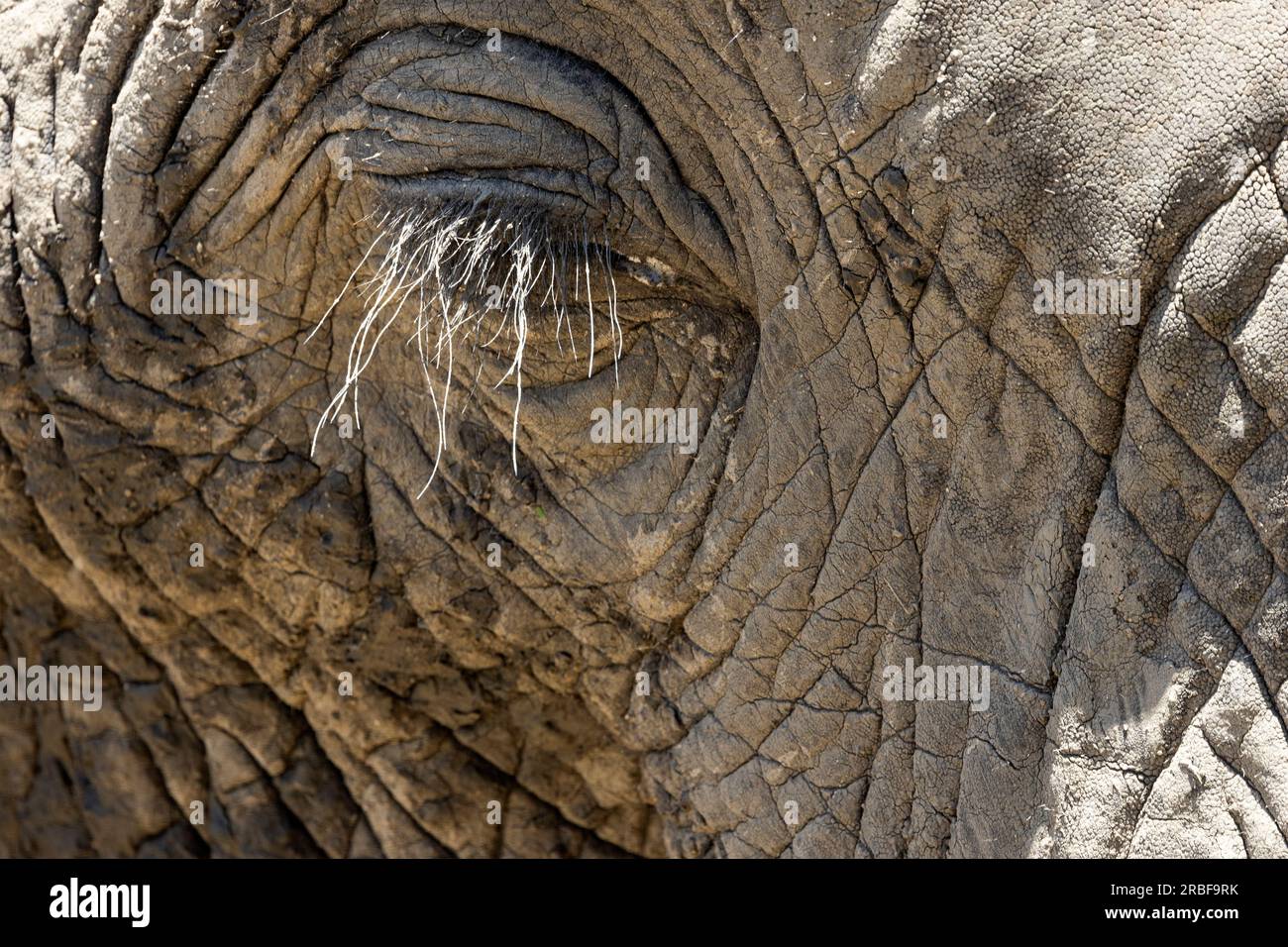 Elephants do have course body hairs but most are not noticeable except ...