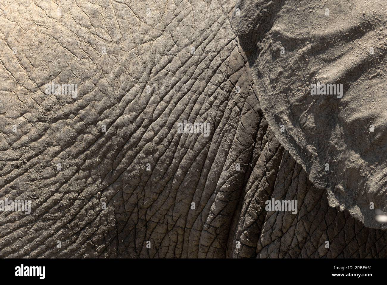 The thick hide of an Elephant is a very effecting heat store and can be ...