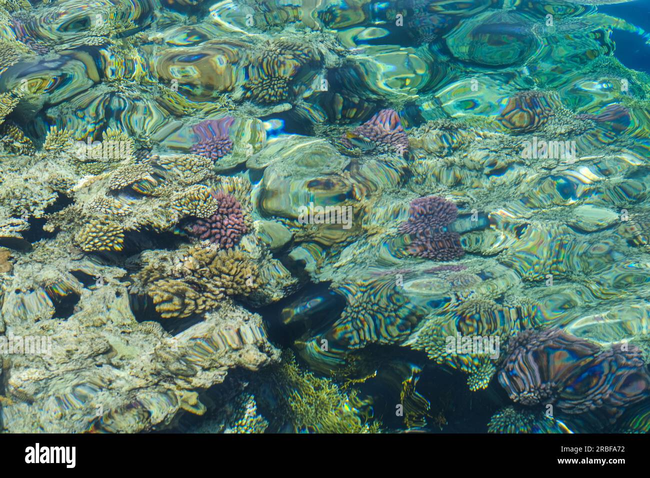 Coral reef and sunlight underwater seascape, photo Stock Photo - Alamy