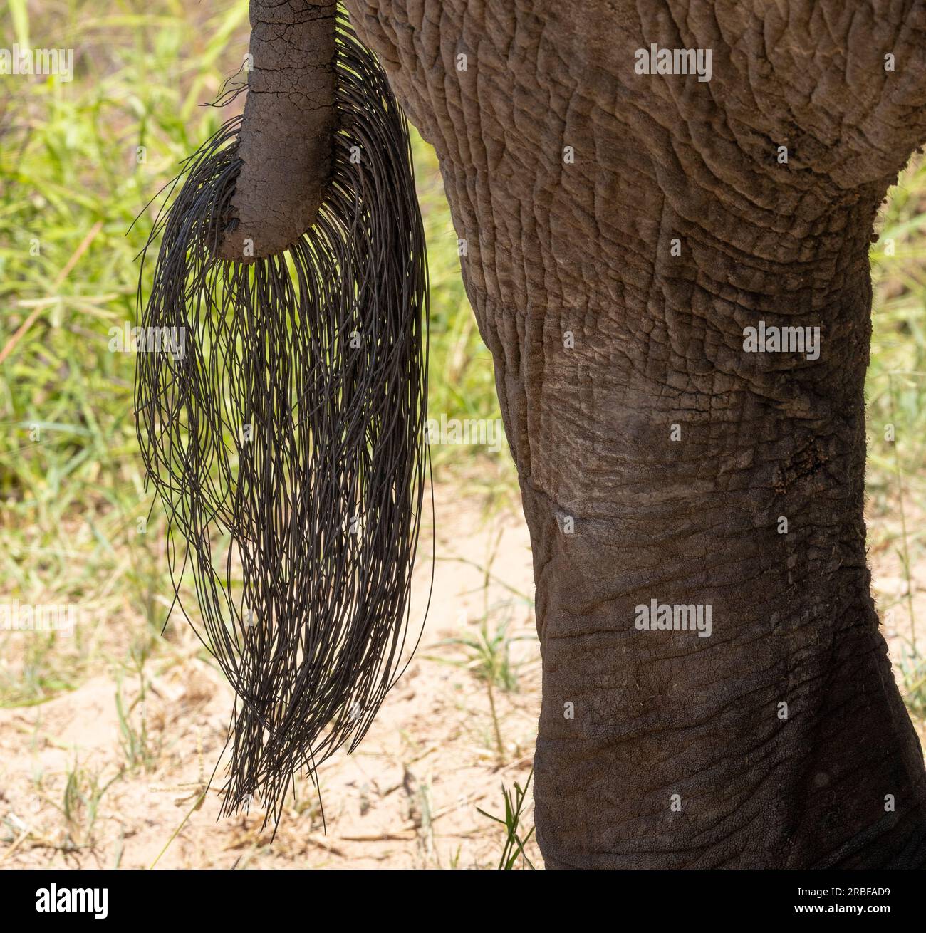 The tail hairs of an elephant are very stiff bristles that make a very ...