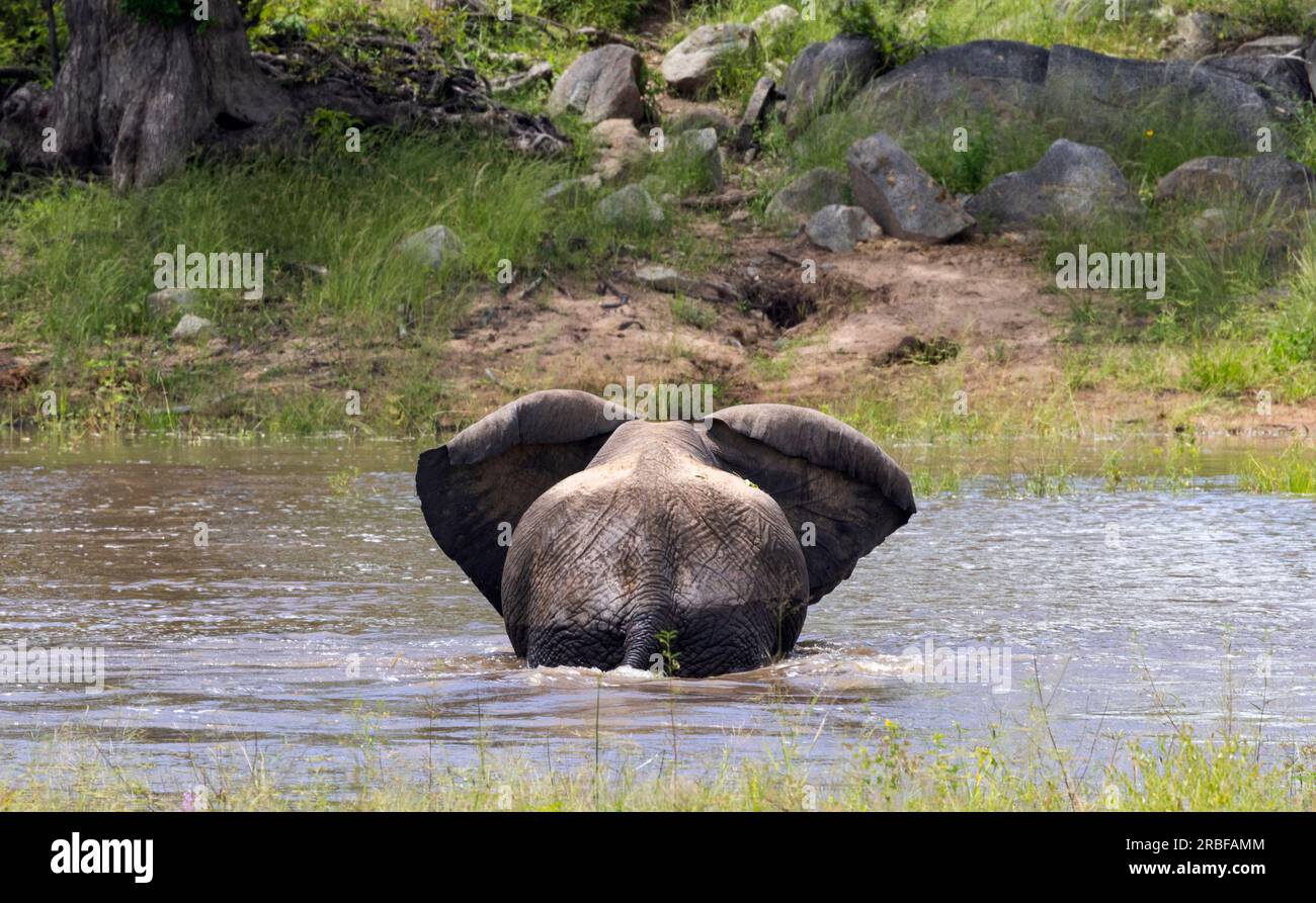 A bull Elephant wades across the Great Ruaha River. Adult elephant can ...