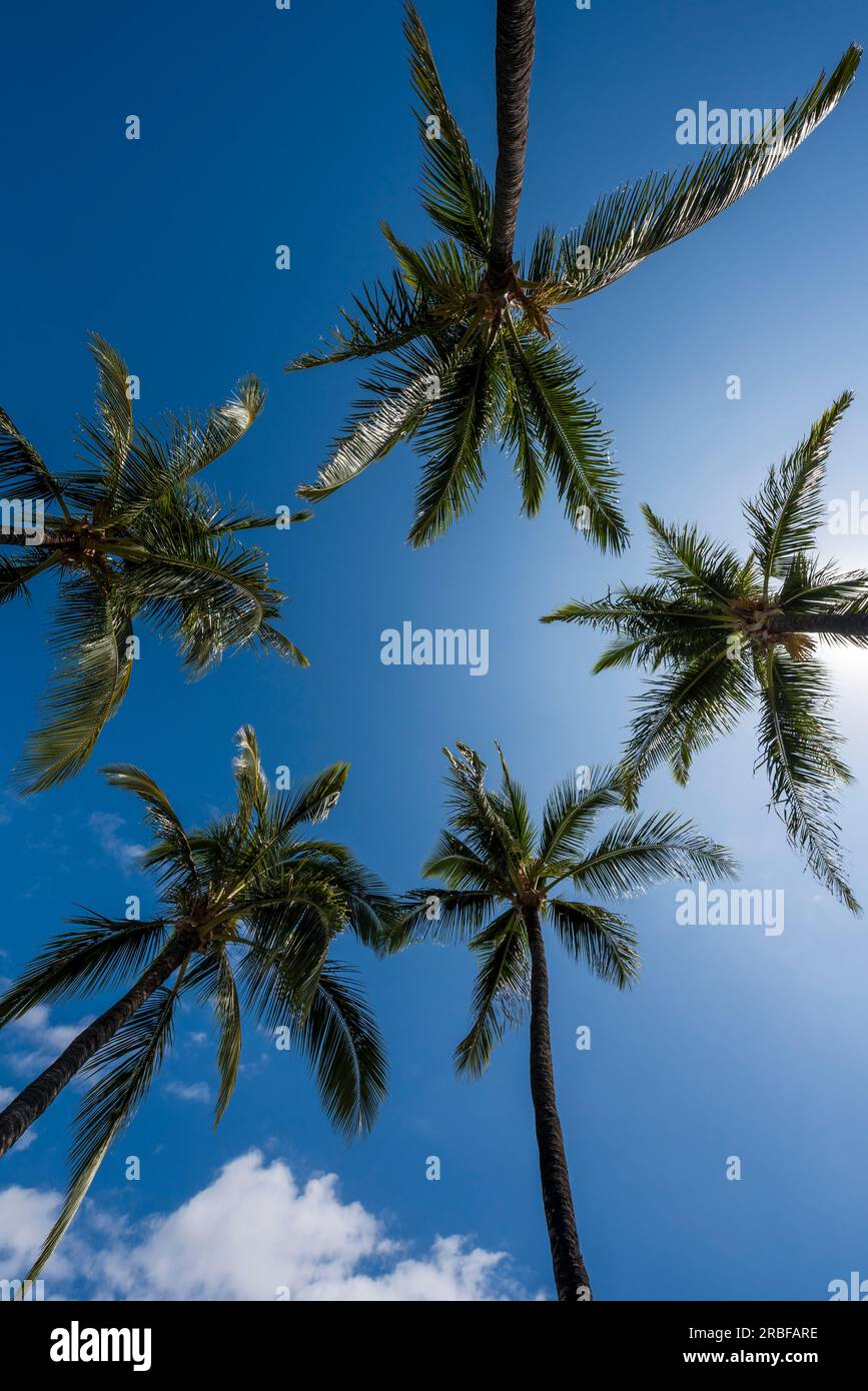 Five palm trees view from below Stock Photo - Alamy