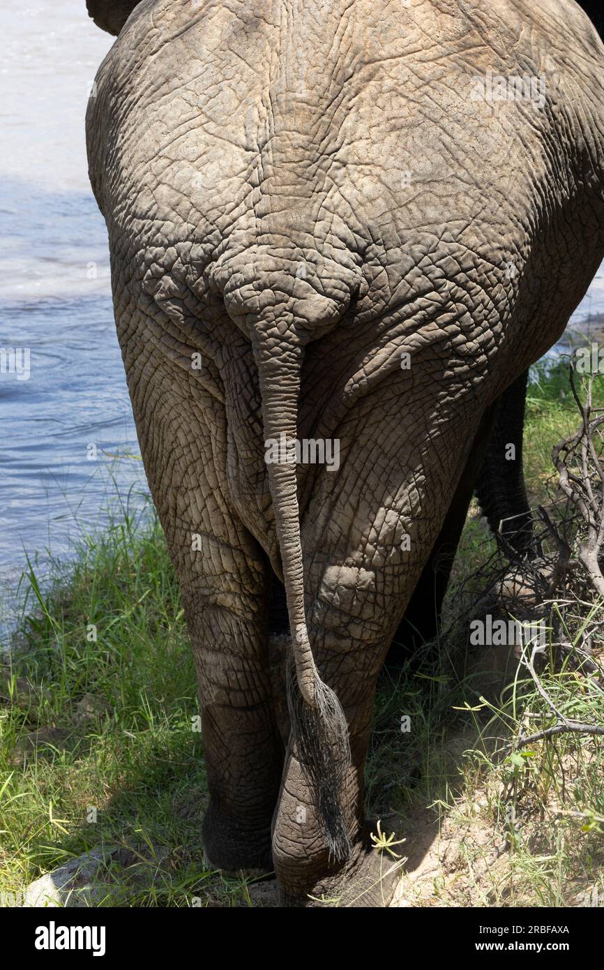 The tail of the Elephant is used as a fly swat. The course bristles are ...