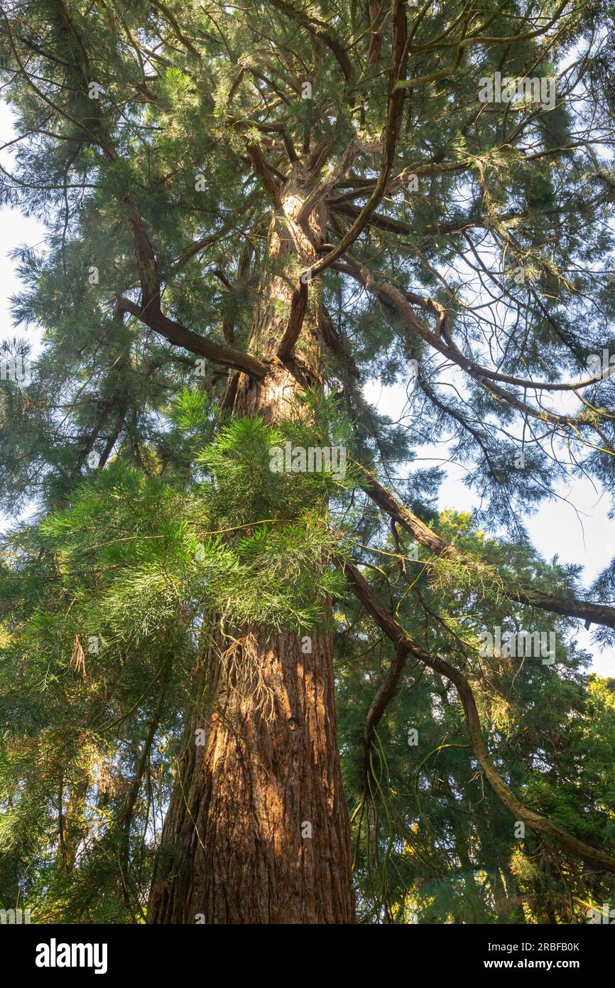 Huge mammoth tree, also known as giant redwood tree, seen from below ...