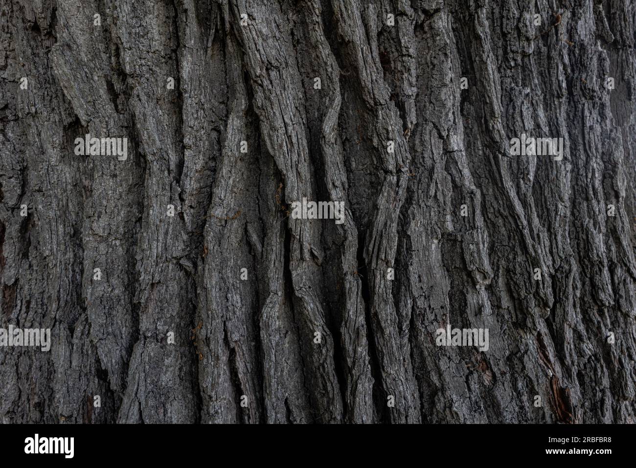 Old Oak Bark Texture Grey Color Stock Photo - Alamy
