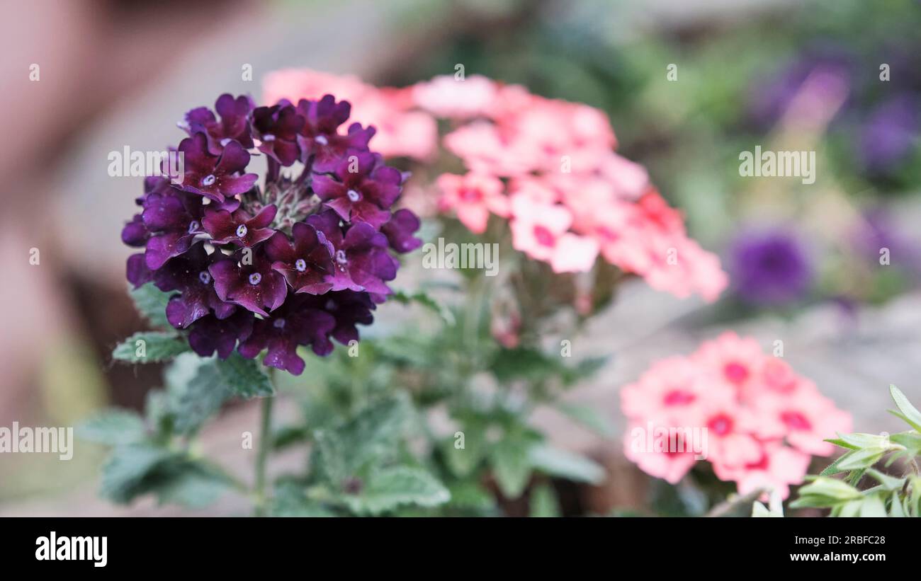 Decorative flowering plant Verbena in landscape design. Summer floral ...