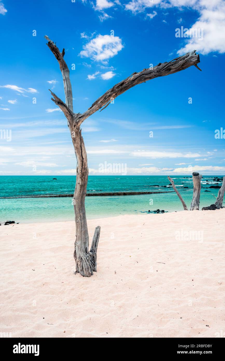 Dead tree on the beach hi-res stock photography and images - Alamy