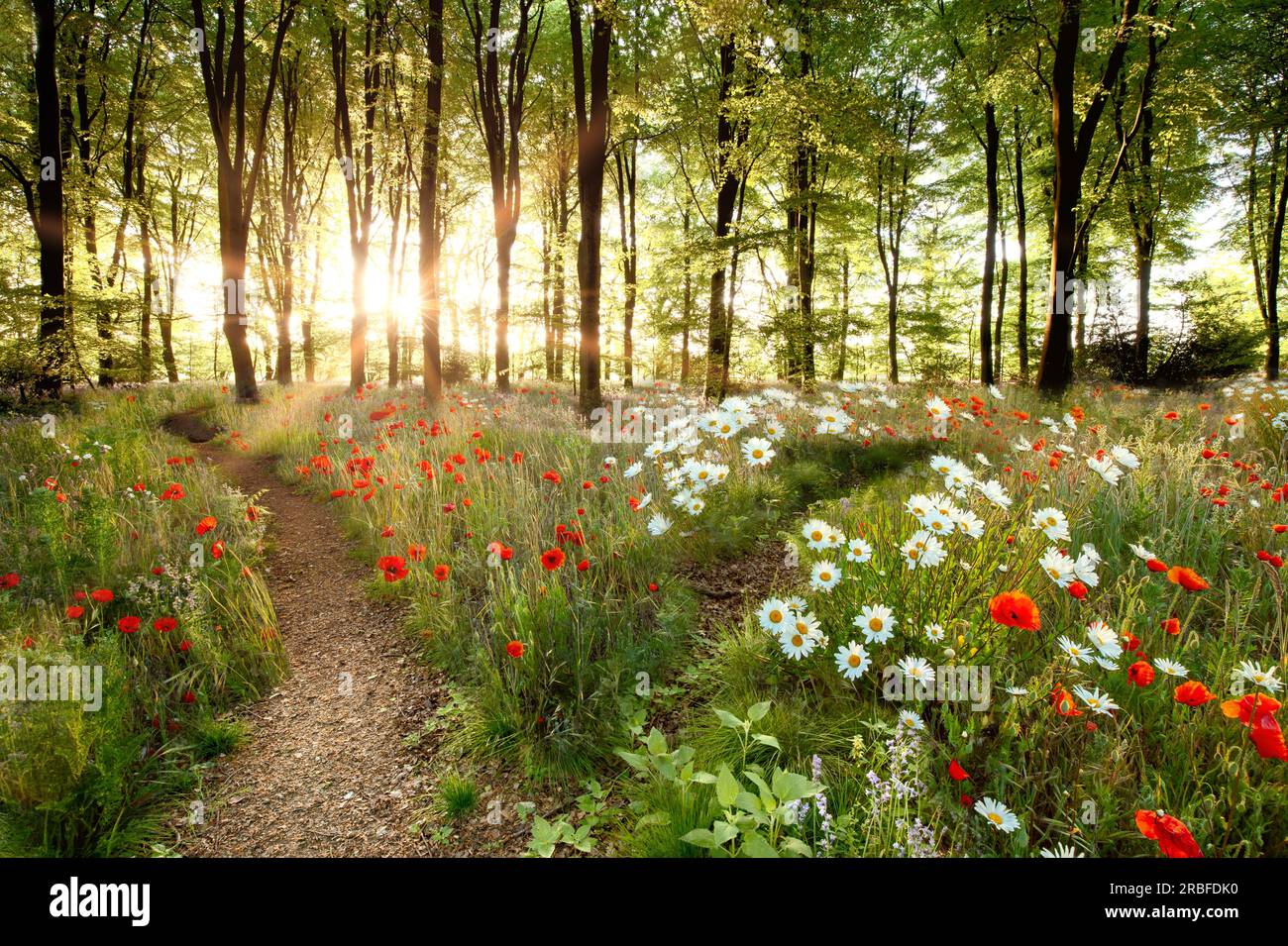 Woodland sunrise path with poppies and daisies in a forest. Spring ...