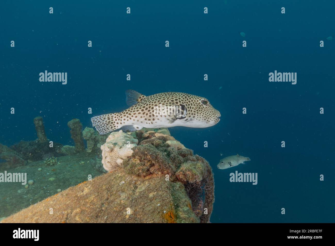 Fish swimming in the Red Sea, colorful fish, Eilat Israel Stock Photo ...