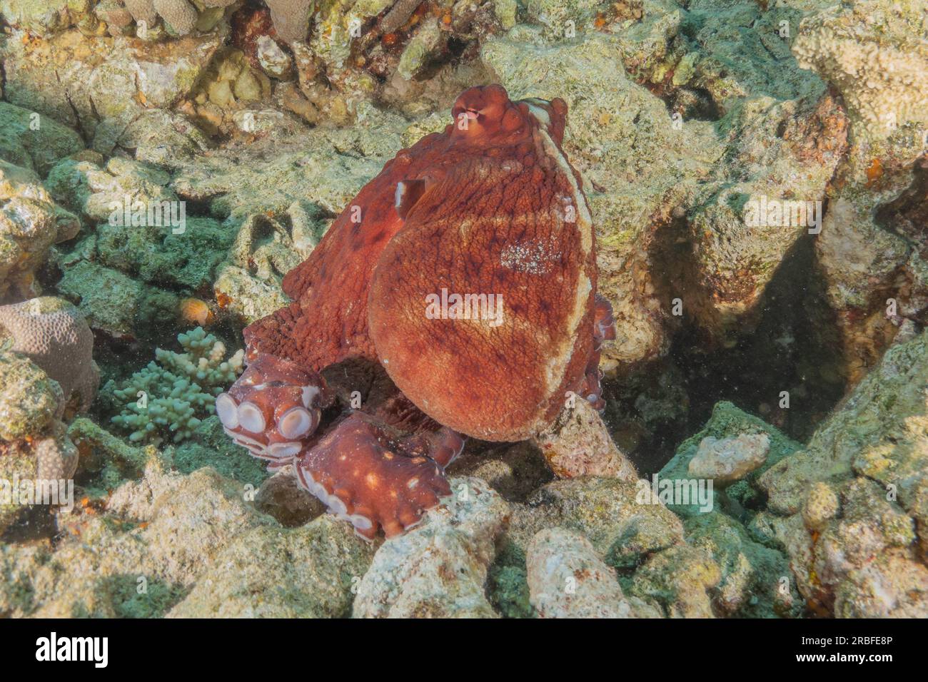 Octopus king of camouflage in the Red Sea, Eilat Israel Stock Photo - Alamy
