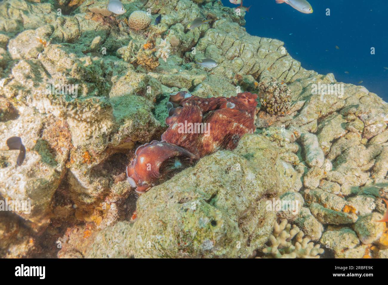 Octopus king of camouflage in the Red Sea, Eilat Israel Stock Photo - Alamy