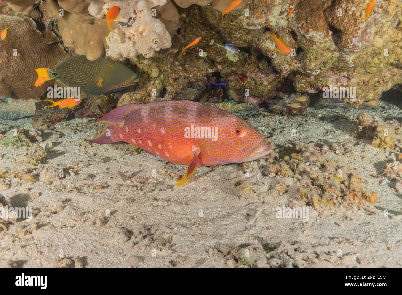 Fish swimming in the Red Sea, colorful fish, Eilat Israel Stock Photo ...
