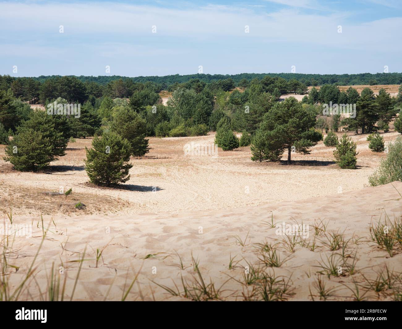 Sand dunes in Zahorie, Slovakia Stock Photo - Alamy