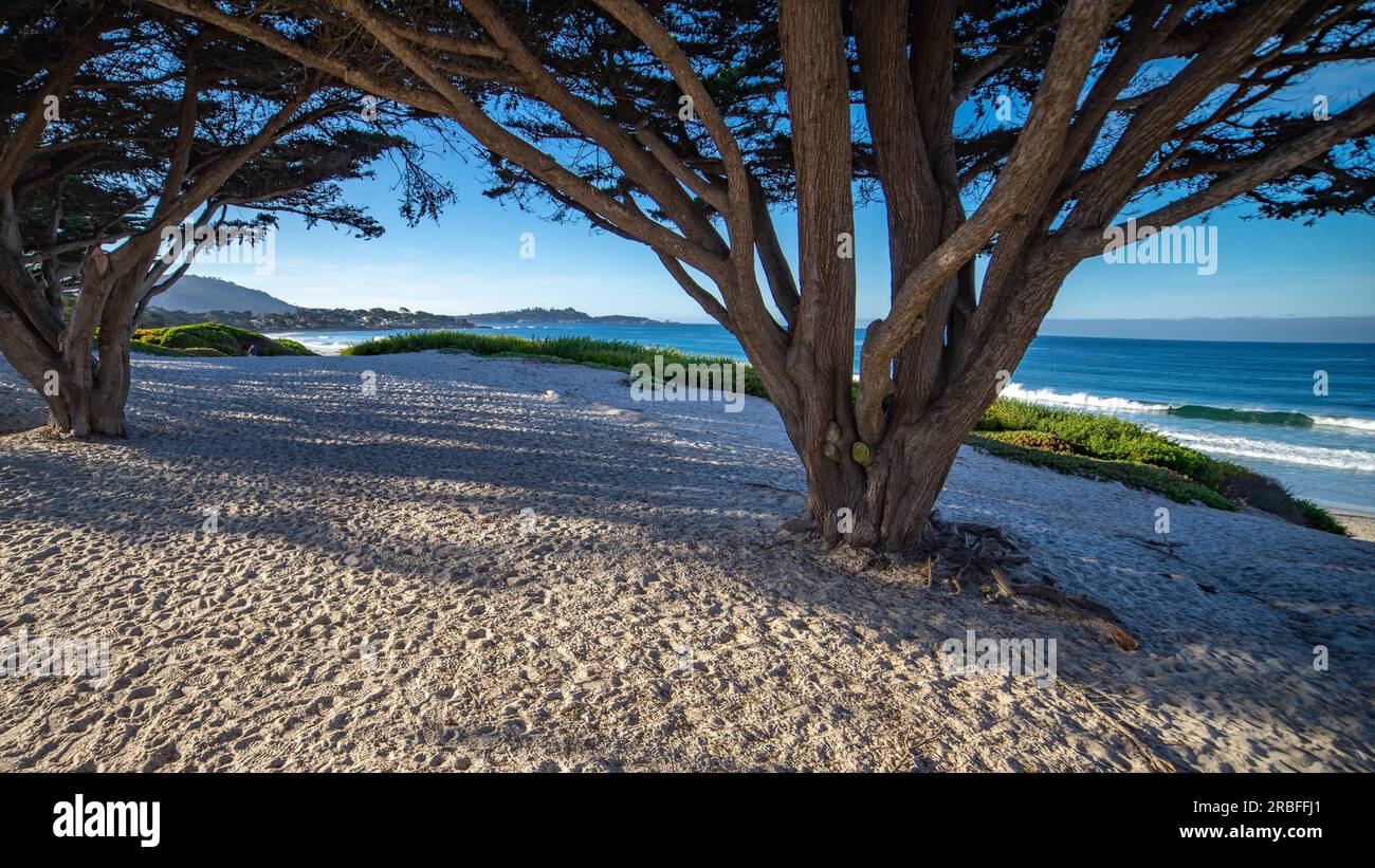 Monterey Cypress Trees on Carmel Beach | Carmel-By-The-Sea, California ...