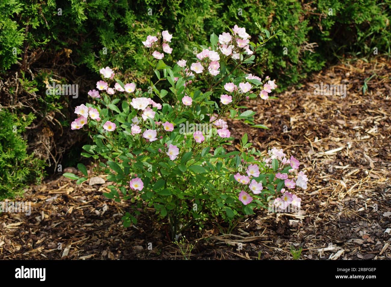 Pink flowers of the shrub rose Rosy Boom Stock Photo - Alamy