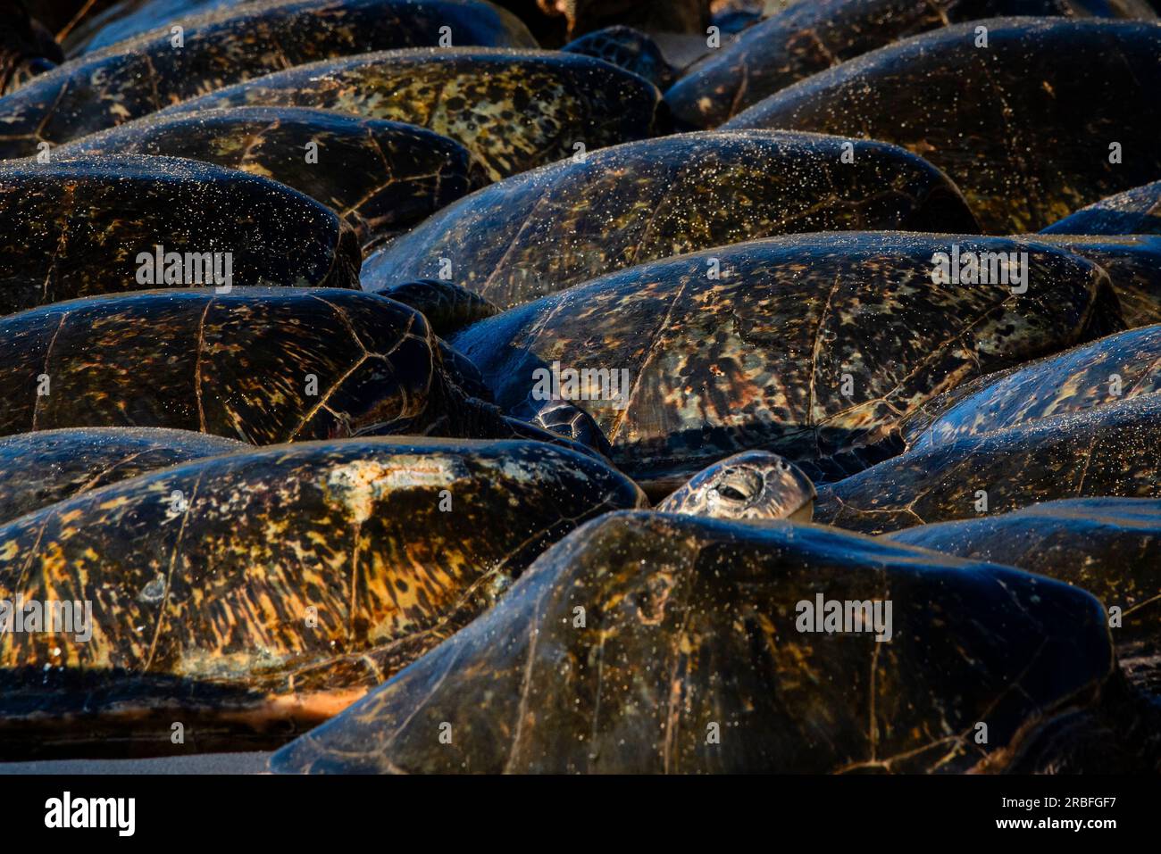 Shells of a green sea turtles packed on a beach Stock Photo - Alamy