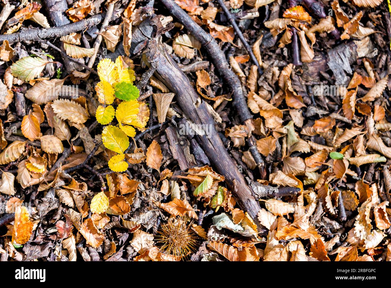 detail of the ground full of withered leaves and branches in Tierra del ...