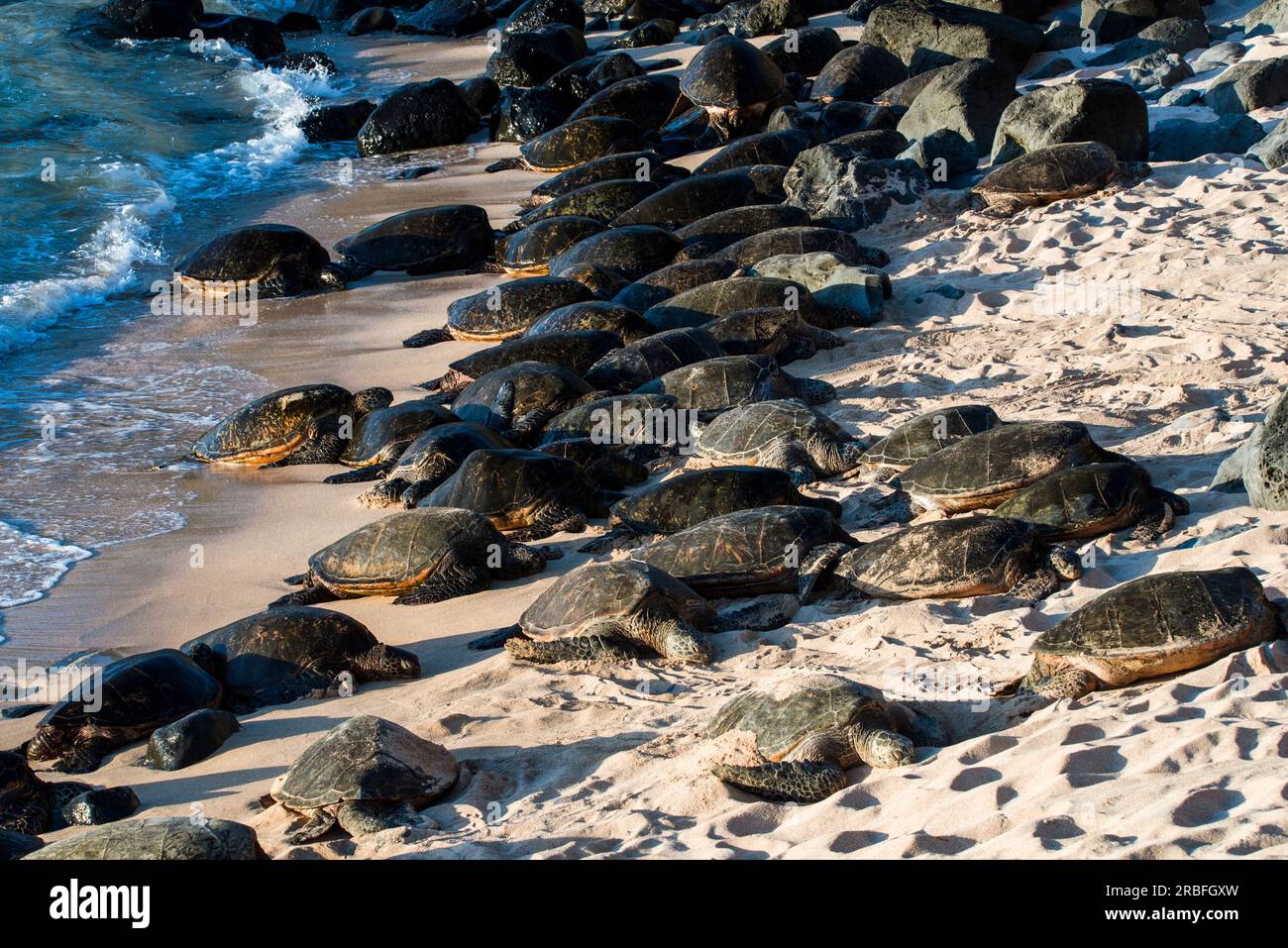 Green sea turtle colony on Ho'okipa beach Stock Photo - Alamy
