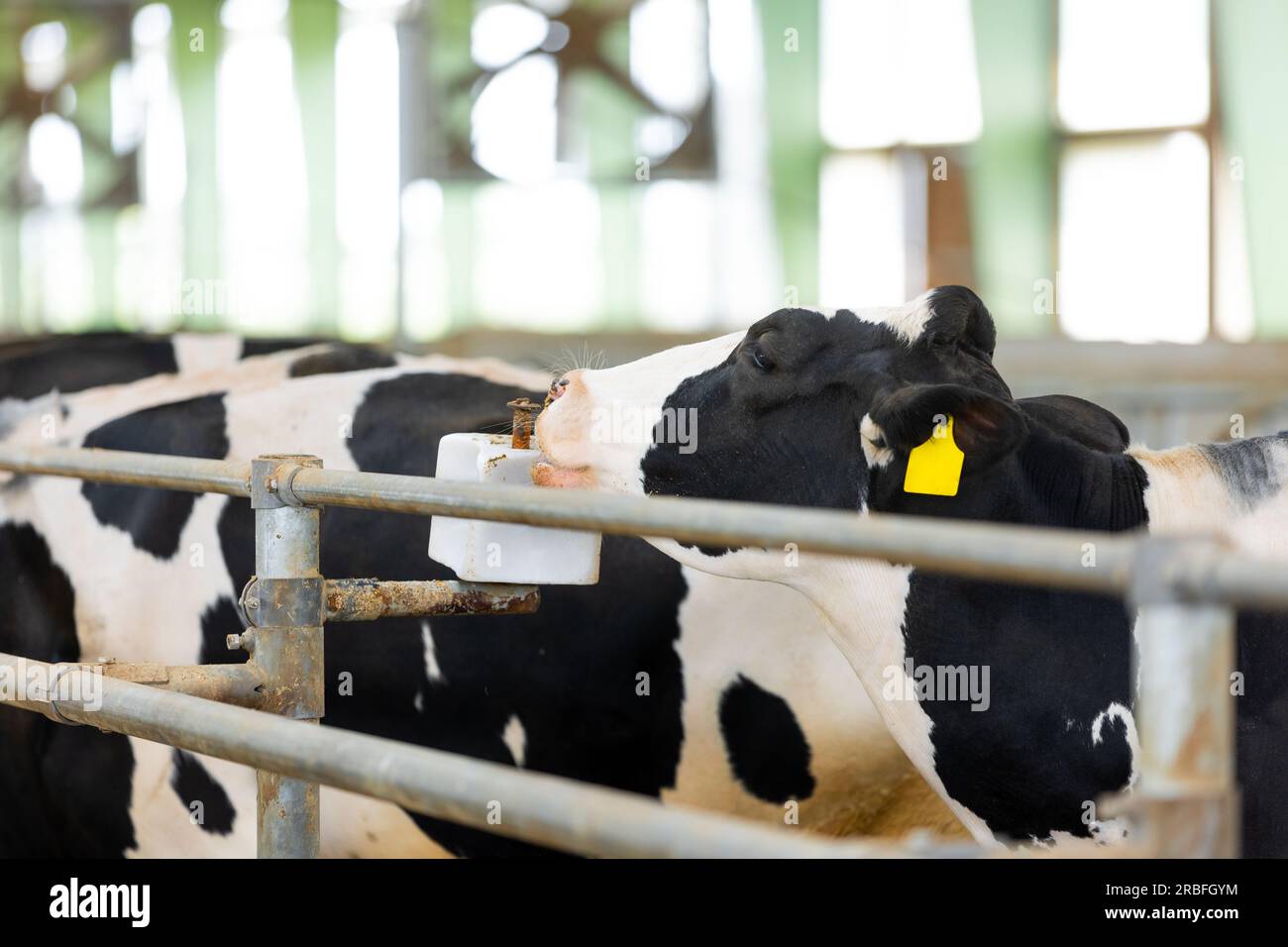 Cow licking the salt box in the agricultural farm, animal and food ...