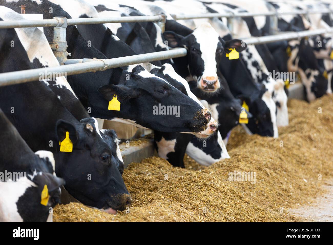 Agricultural concept diary cows eating hi-res stock photography and ...