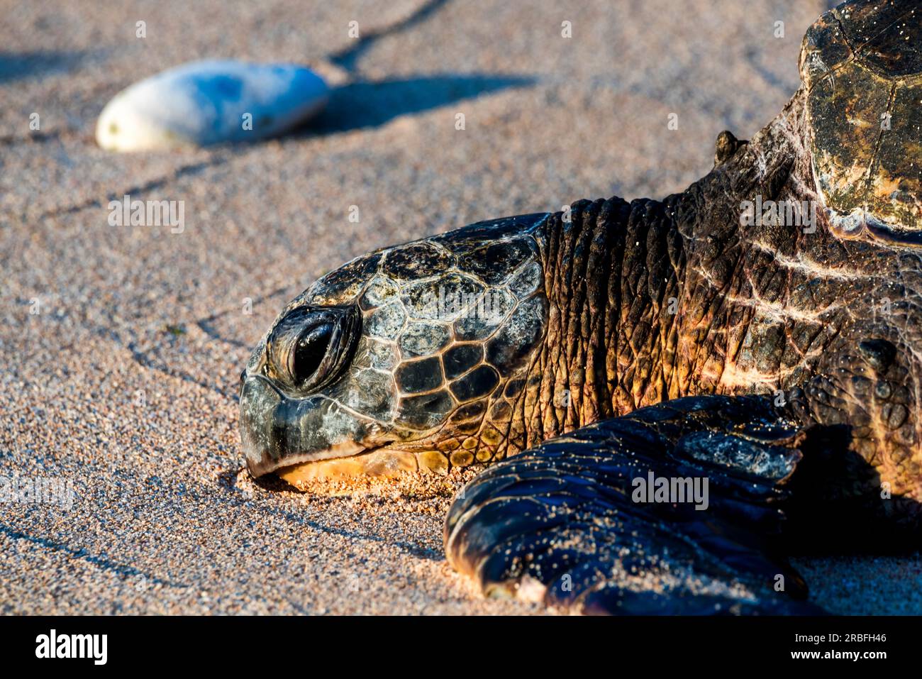 Green turtle chelonia mydas head hi-res stock photography and images ...