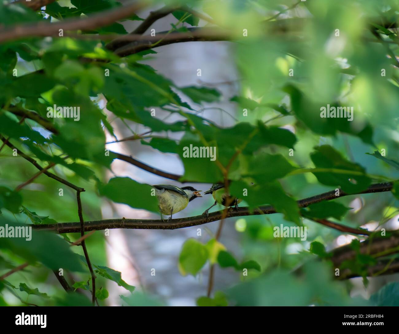 Photo of bird feeding a young bird child in summer Stock Photo - Alamy