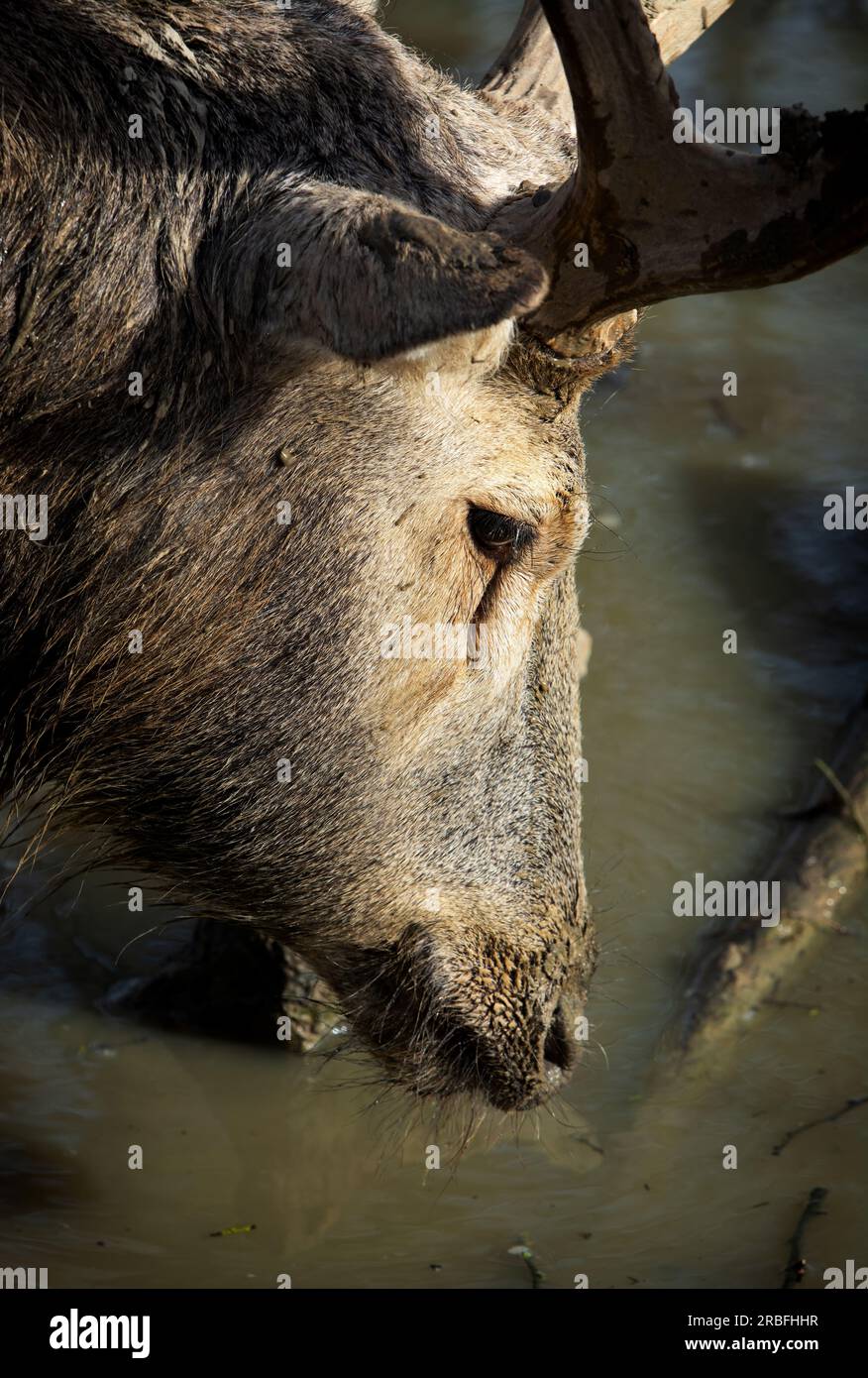 Deer portrait in nature Stock Photo - Alamy