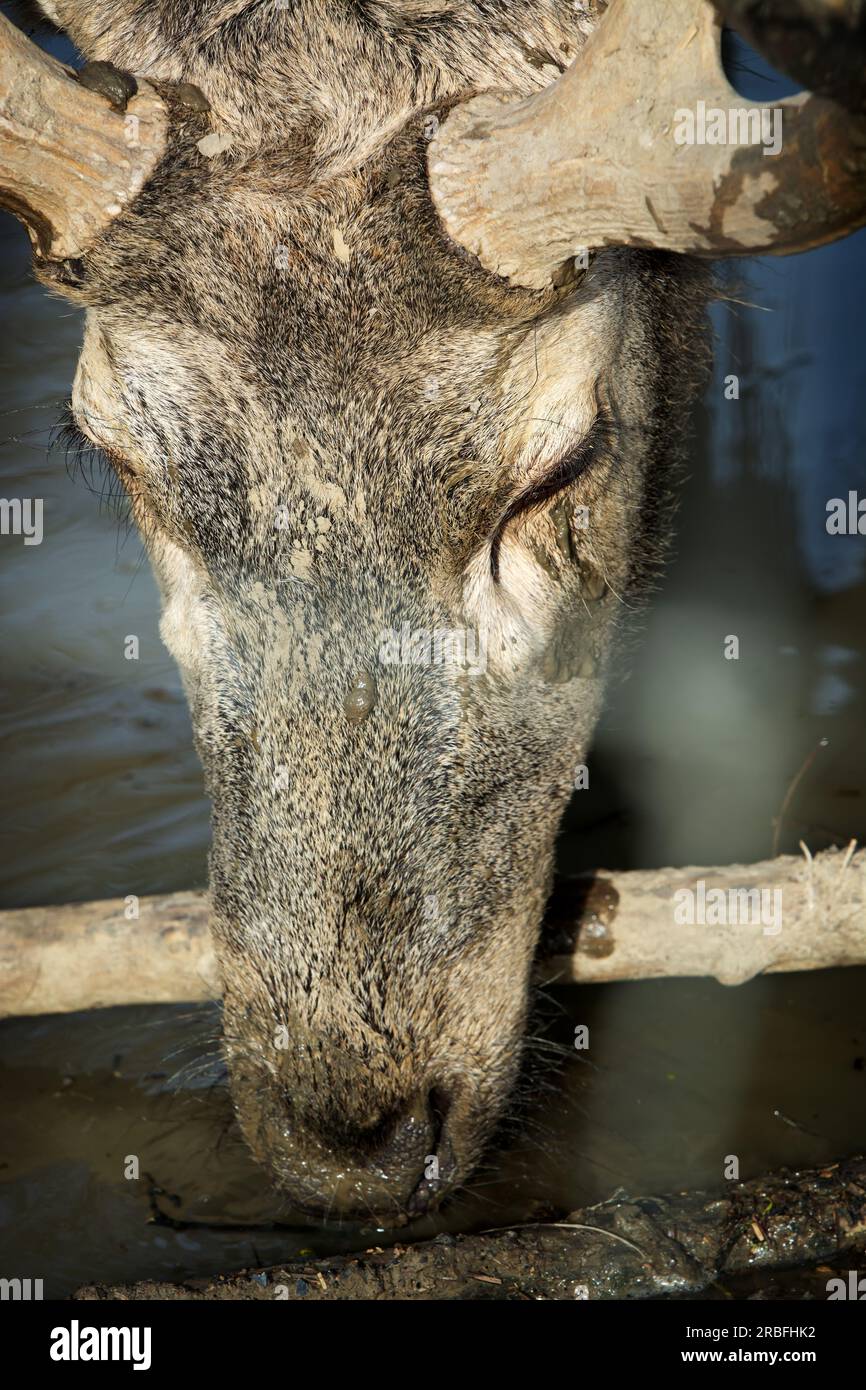 Deer portrait in nature Stock Photo - Alamy