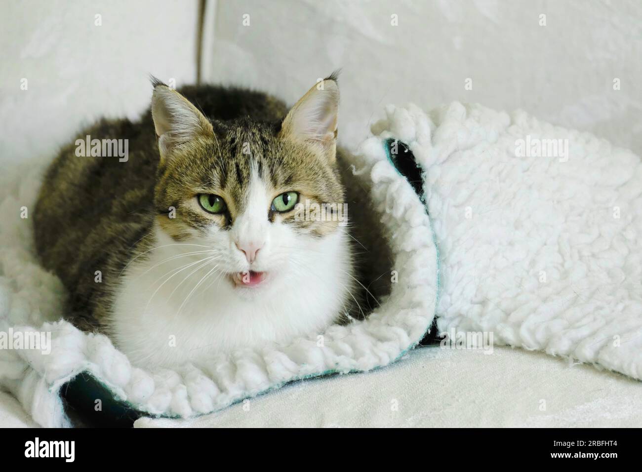 Adult female Tabby Cat 'talking' to her owner Stock Photo - Alamy