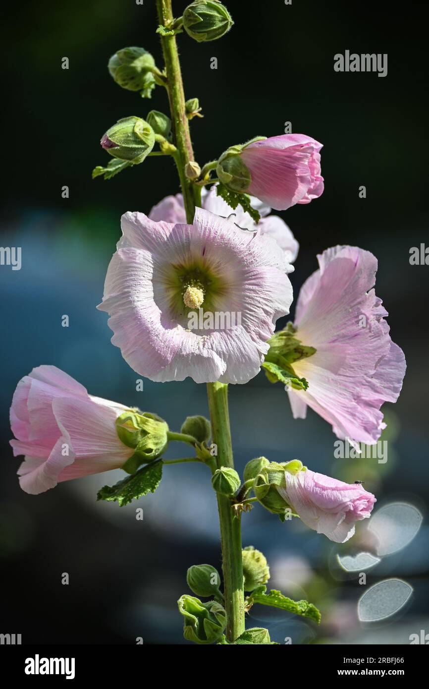 Blooming mallow. Mallow flowers in the middle of summer Stock Photo - Alamy