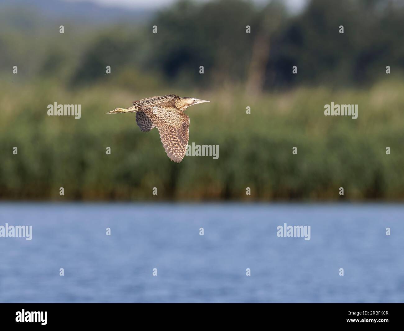 Bittern ( Botaurus stellaris ) flying over water. Wings down Stock ...