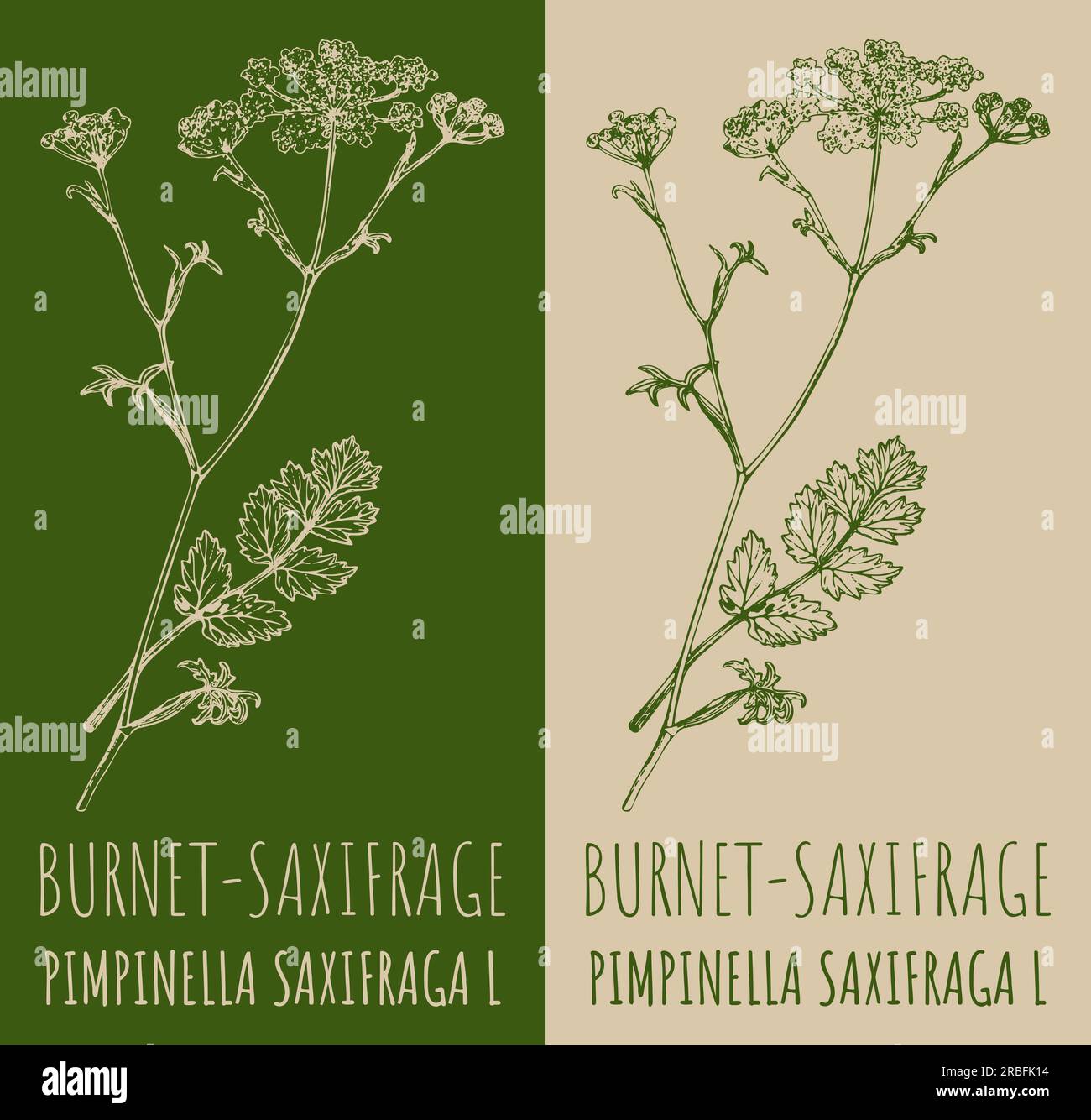 Vector drawing BURNET-SAXIFRAGE. Hand drawn illustration. The Latin ...