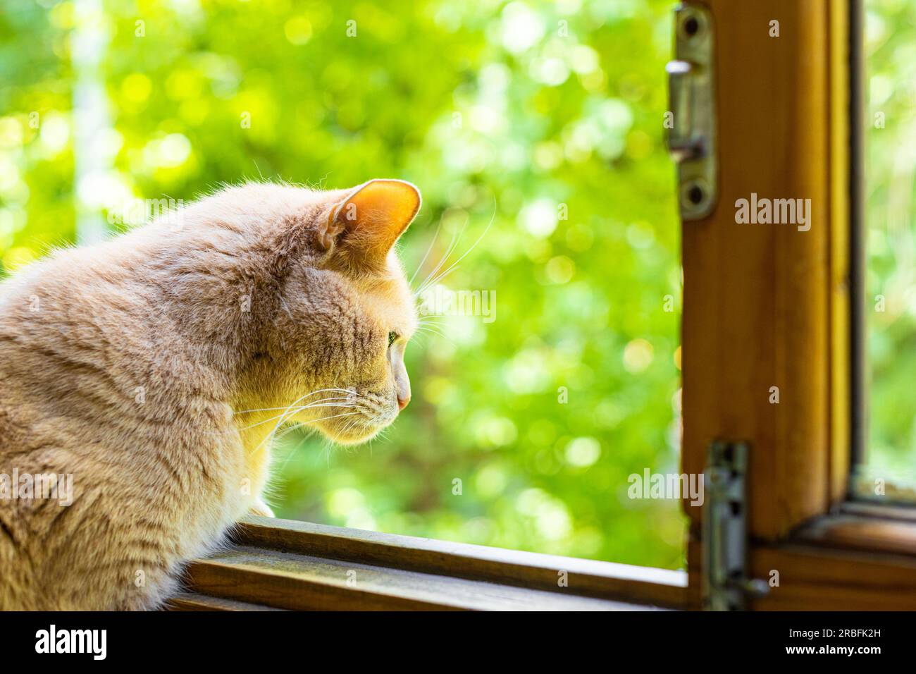 domestic cat looks out the open window. cat peeking out the window ...