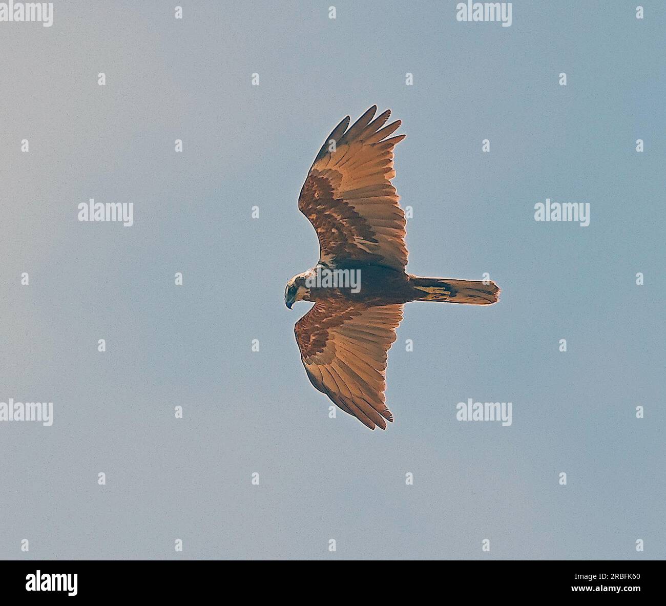 Falcon in nature hi-res stock photography and images - Alamy