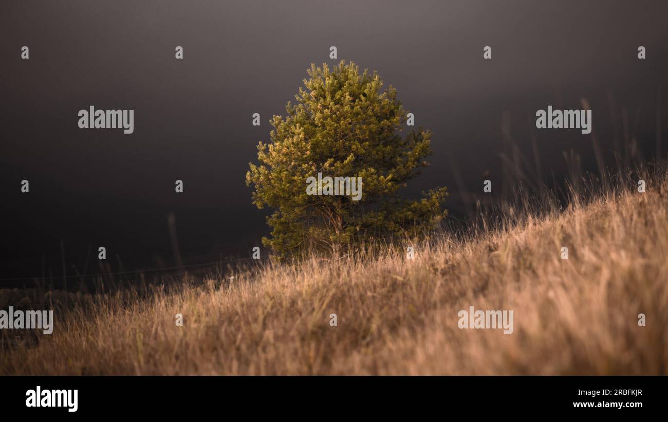 Tree dark field hi-res stock photography and images - Alamy