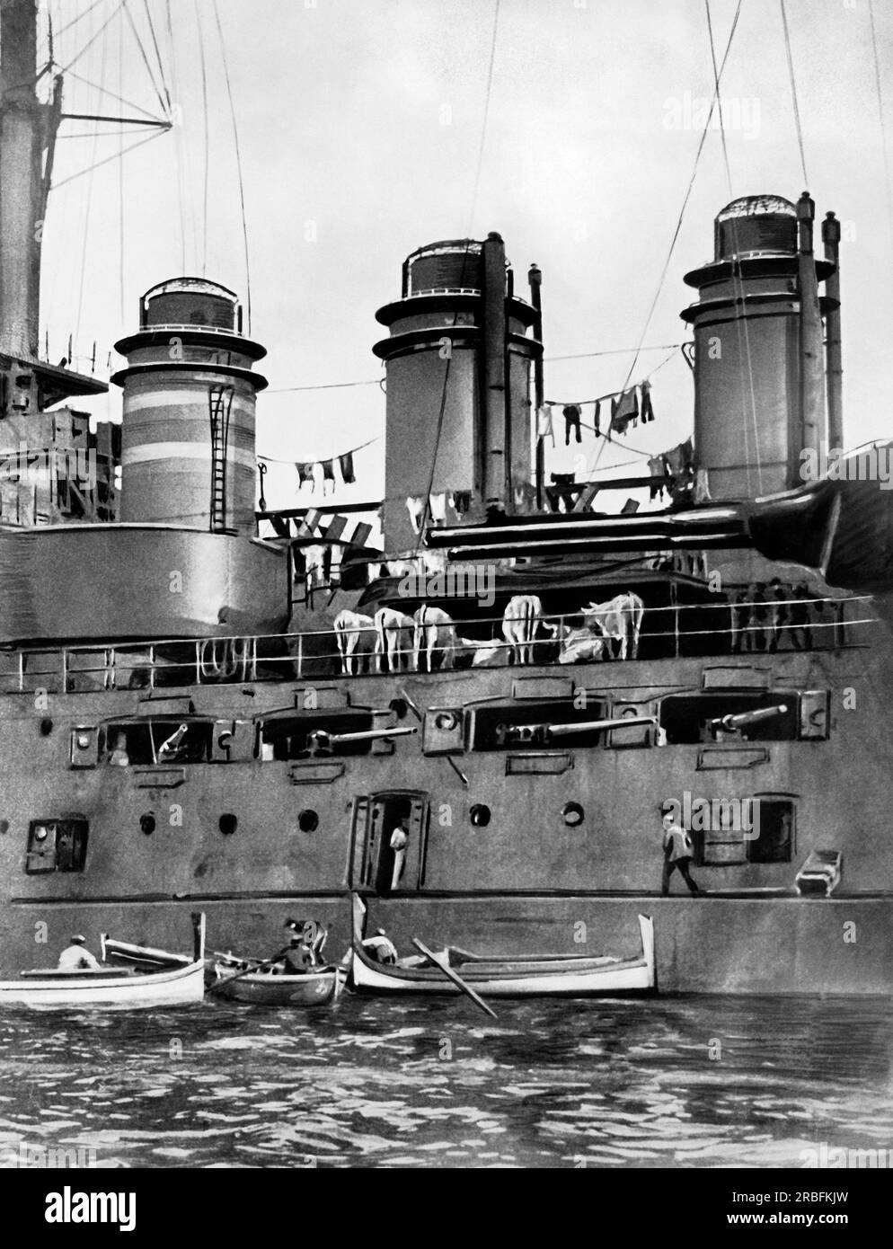 Europe: c. 1918 A domestic scene on a French battleship. Cows are ...