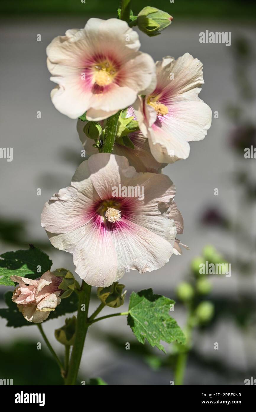 Blooming mallow. Mallow flowers in the middle of summer Stock Photo - Alamy
