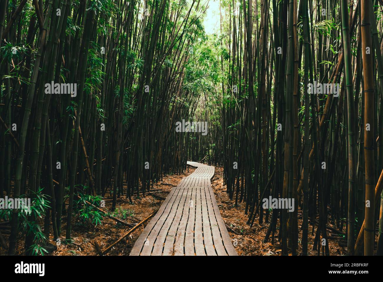 Leaf covered path under hi-res stock photography and images - Alamy